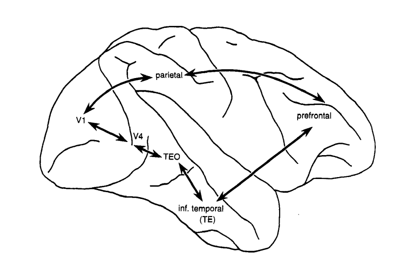 NEURAL MECHANISMS OF SELECTIVE VISUAL ATTENTION - Cress